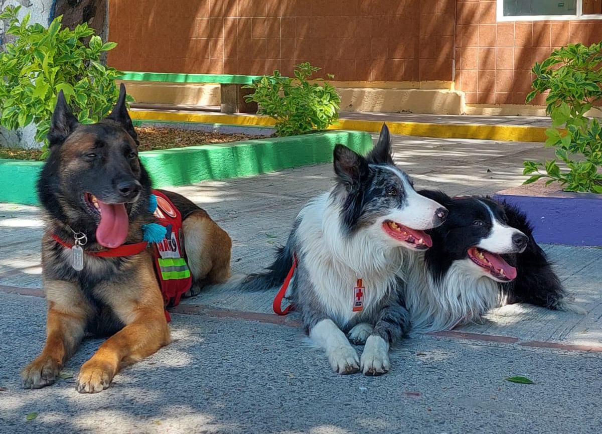 Balam, Orly y Rex; héroes caninos de Cruz Roja están en Jalisco