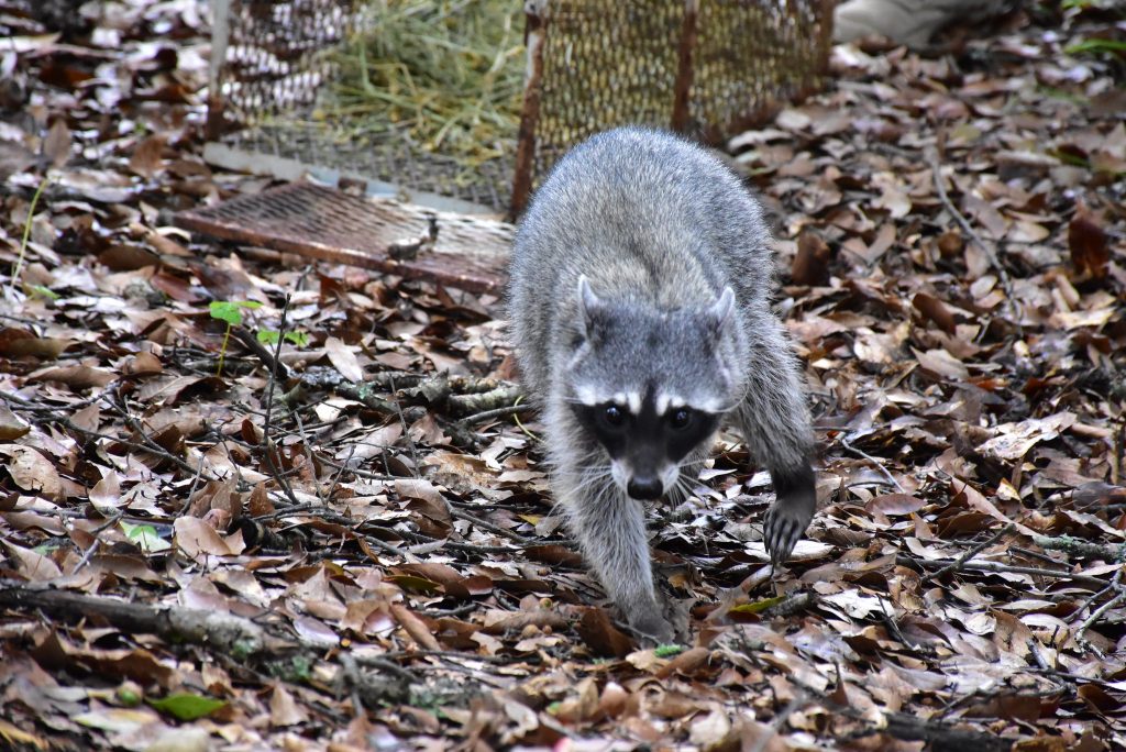 Liberan distintas especies de animales en Cerro Viejo - Tráfico ZMG