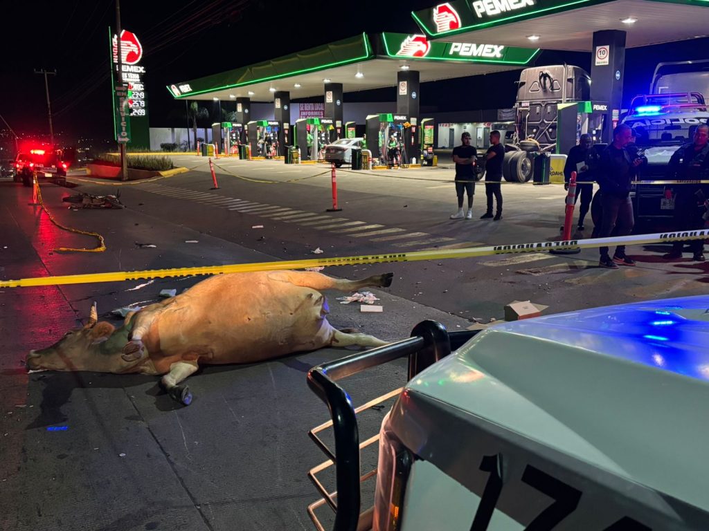 Muere vaca tras ser atropellada por un camión sobre Jesús Michel ...