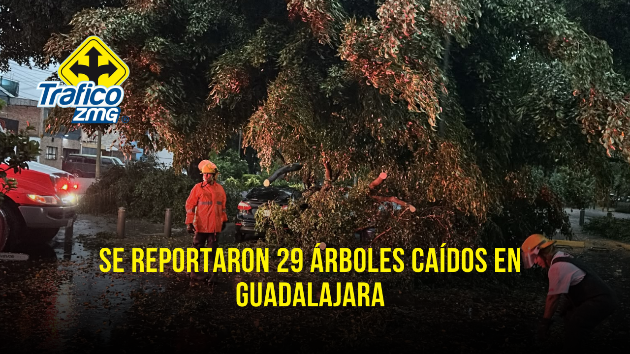 Lluvias dejan árboles caídos, inundaciones y un menor lesionado en ...